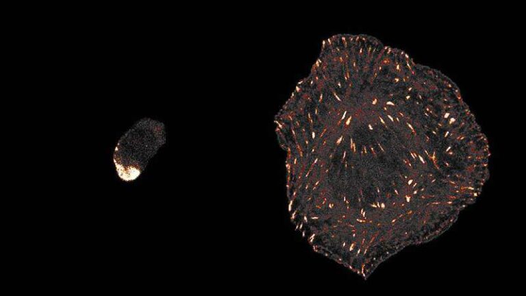 Researchers Uncover Ancient Mechanism of Cell Adhesion ...